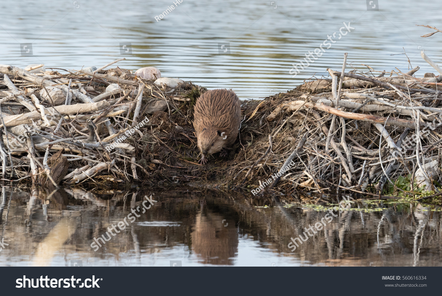 23,565 Dam animal Images, Stock Photos & Vectors | Shutterstock
