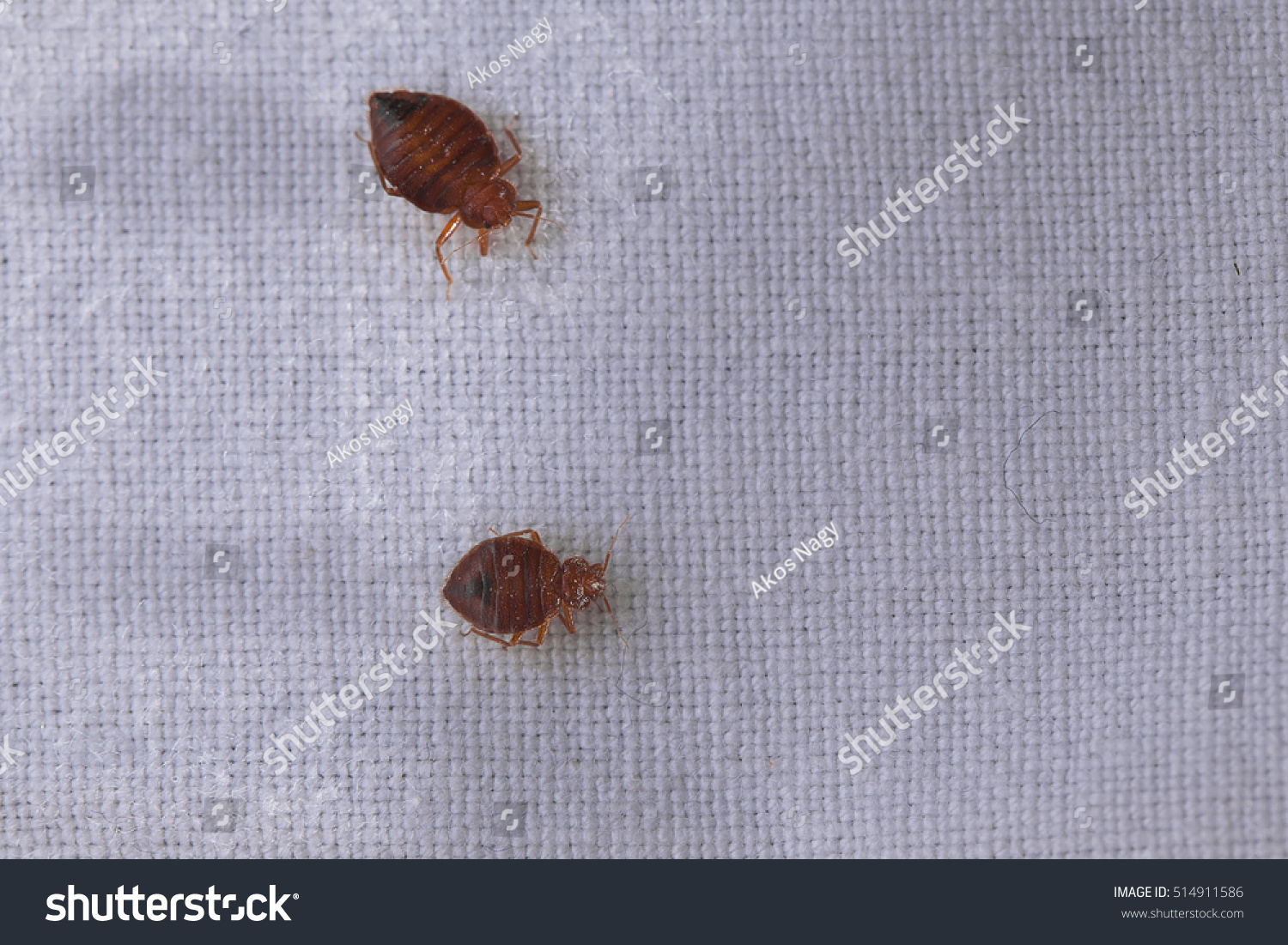 Bed Bug Cimex Lectularius Stock Photo 514911586 - Shutterstock
