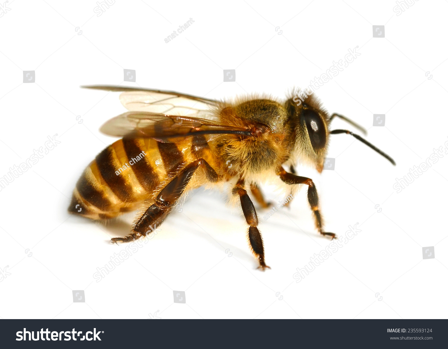 Bee Stock Photo 235593124 - Shutterstock