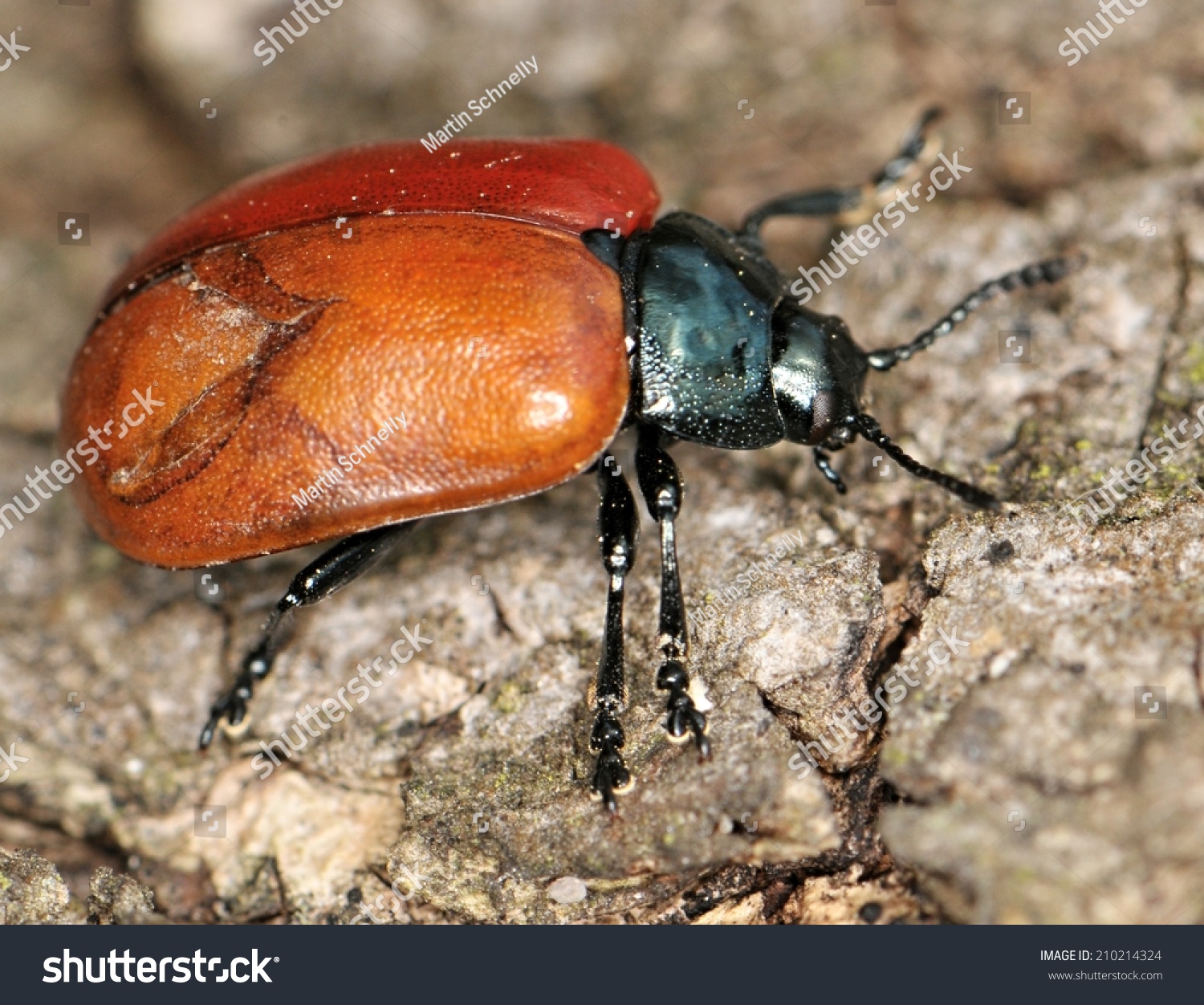 Beetle Stock Photo 210214324 - Shutterstock