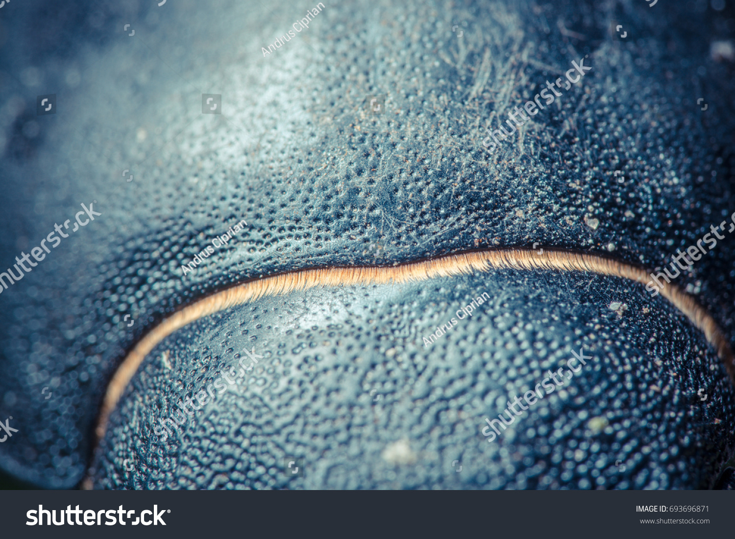 Beetle Texture Stock Photo (Edit Now) 693696871