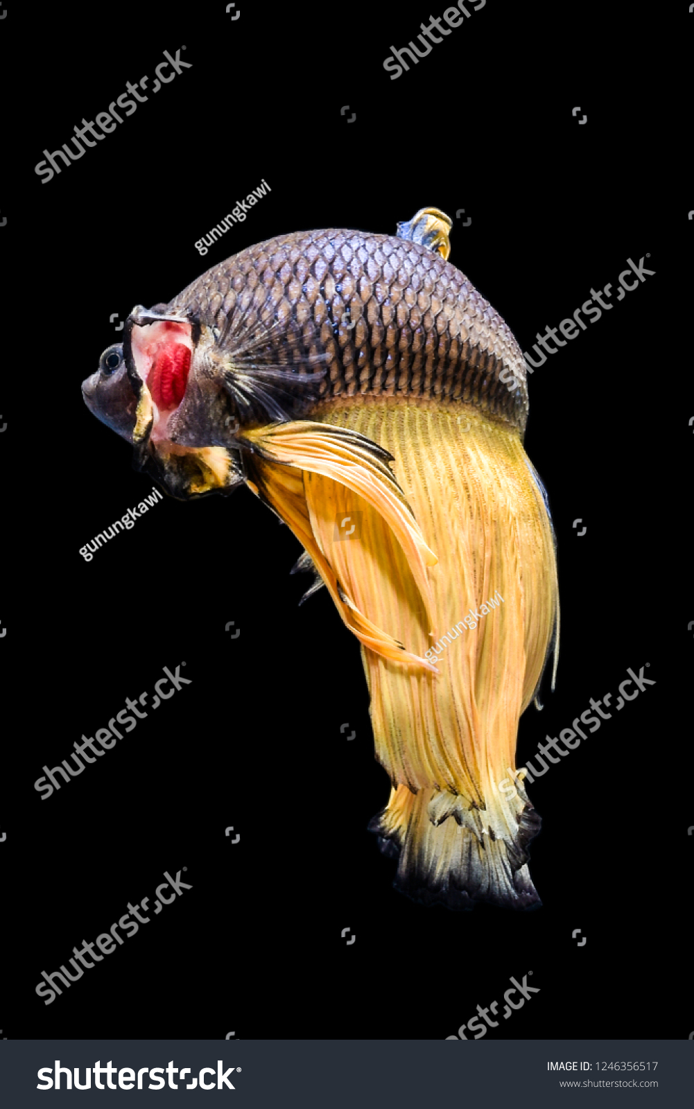 Betta Fish Fighter Stock Photo 1246356517 | Shutterstock