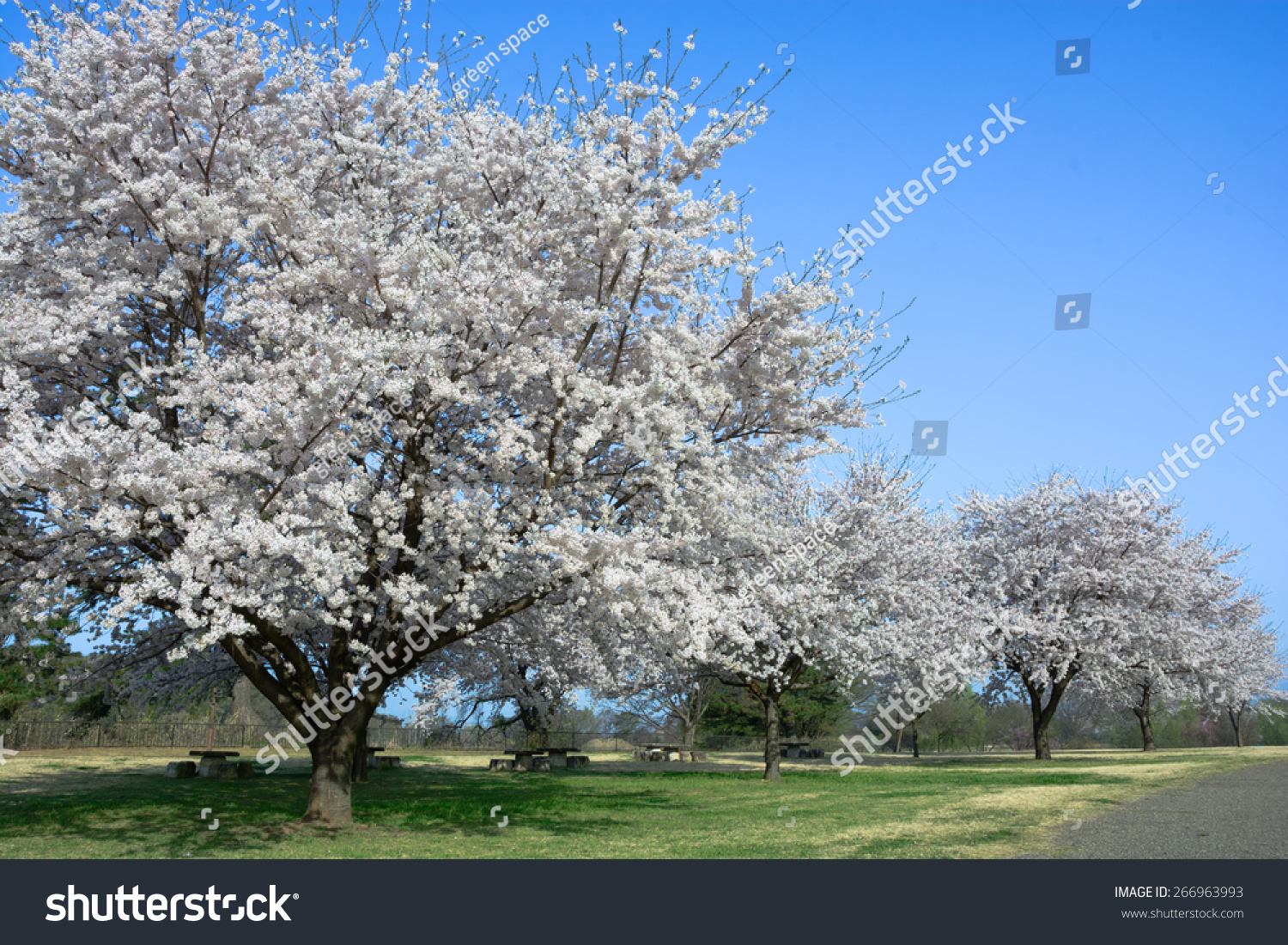 Big Cherry Tree Stockfoto 266963993 - Shutterstock