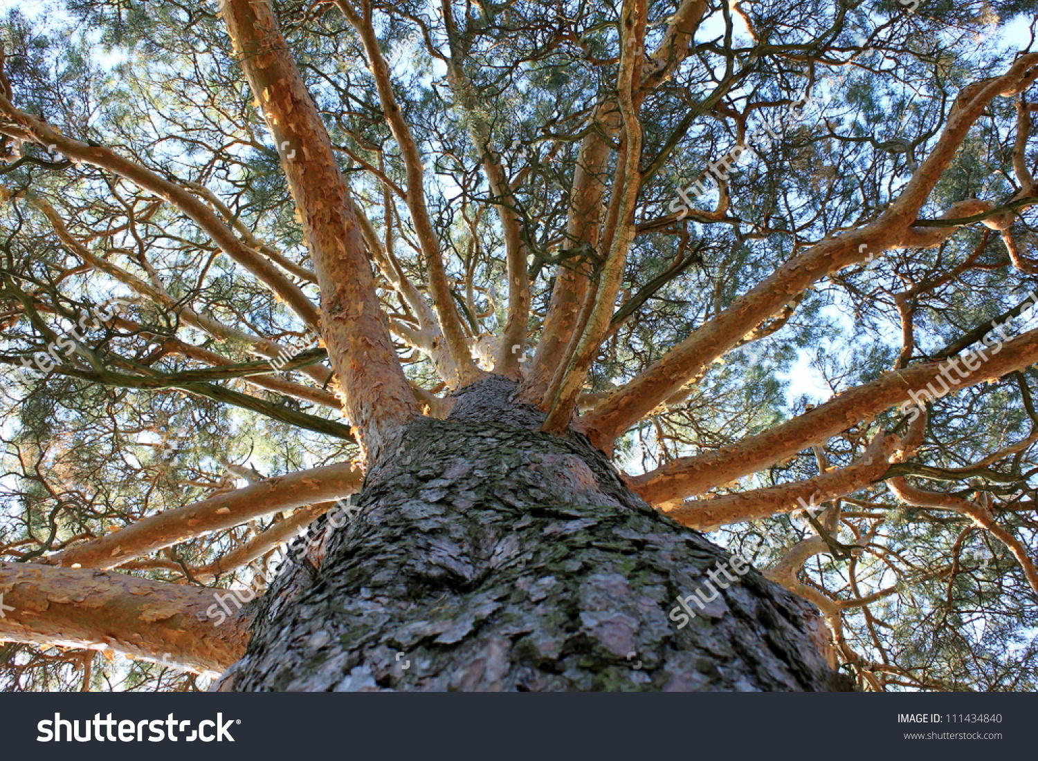Big Tree Stock Photo 111434840 | Shutterstock