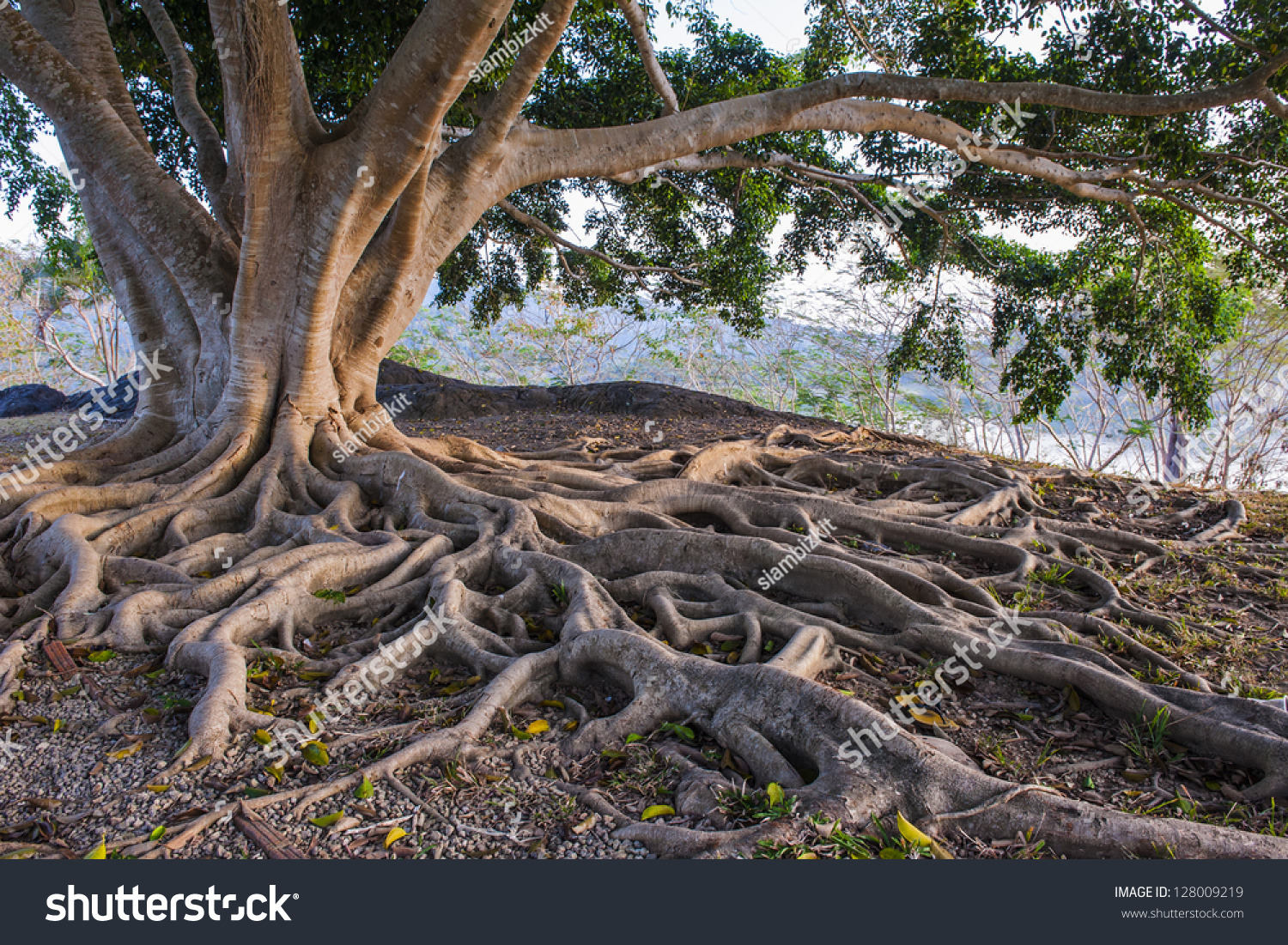 Big Tree Root Stock Photo 128009219 - Shutterstock