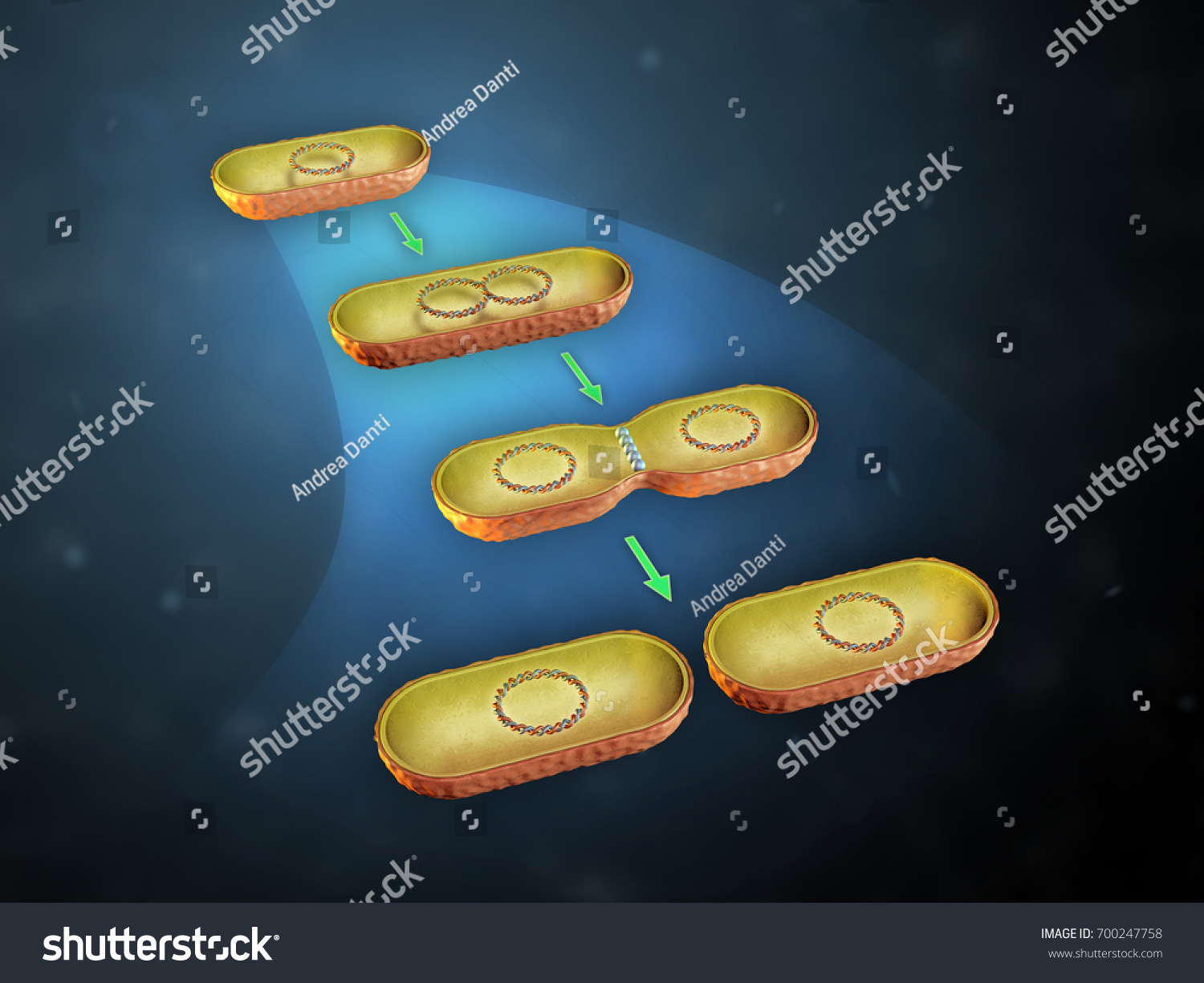 Binary Fission Bacteria 3d Illustration Stock Illustration 700247758 ...
