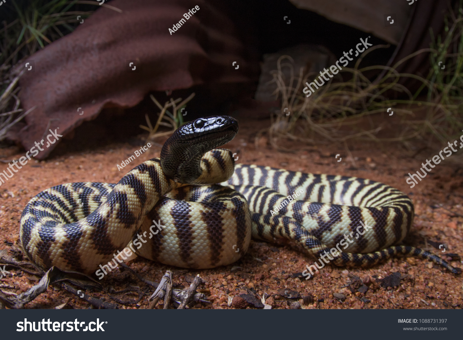 Aspidites melanocephalus Images, Stock Photos & Vectors | Shutterstock