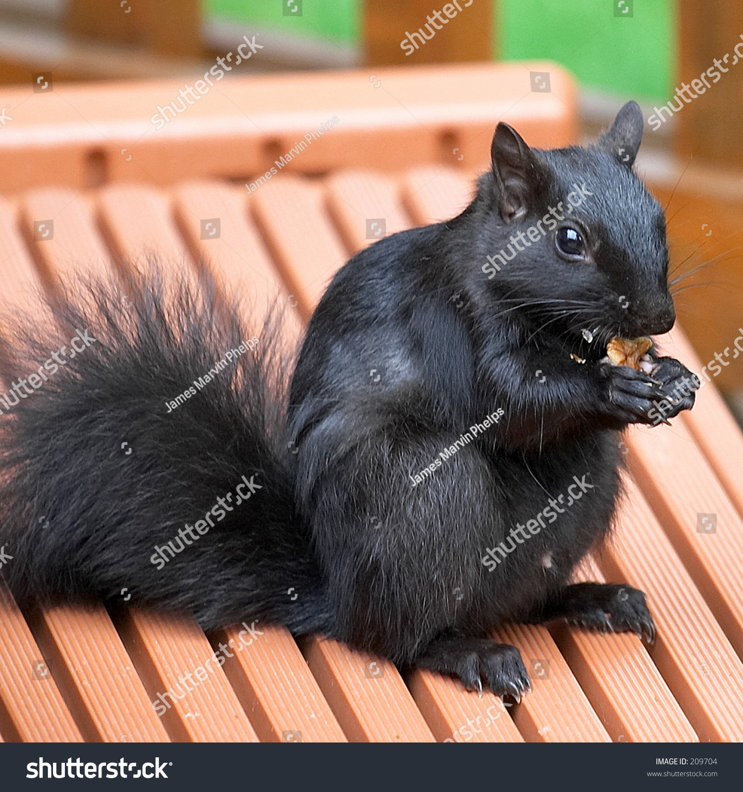 Black Squirrel Stock Photo 209704 : Shutterstock