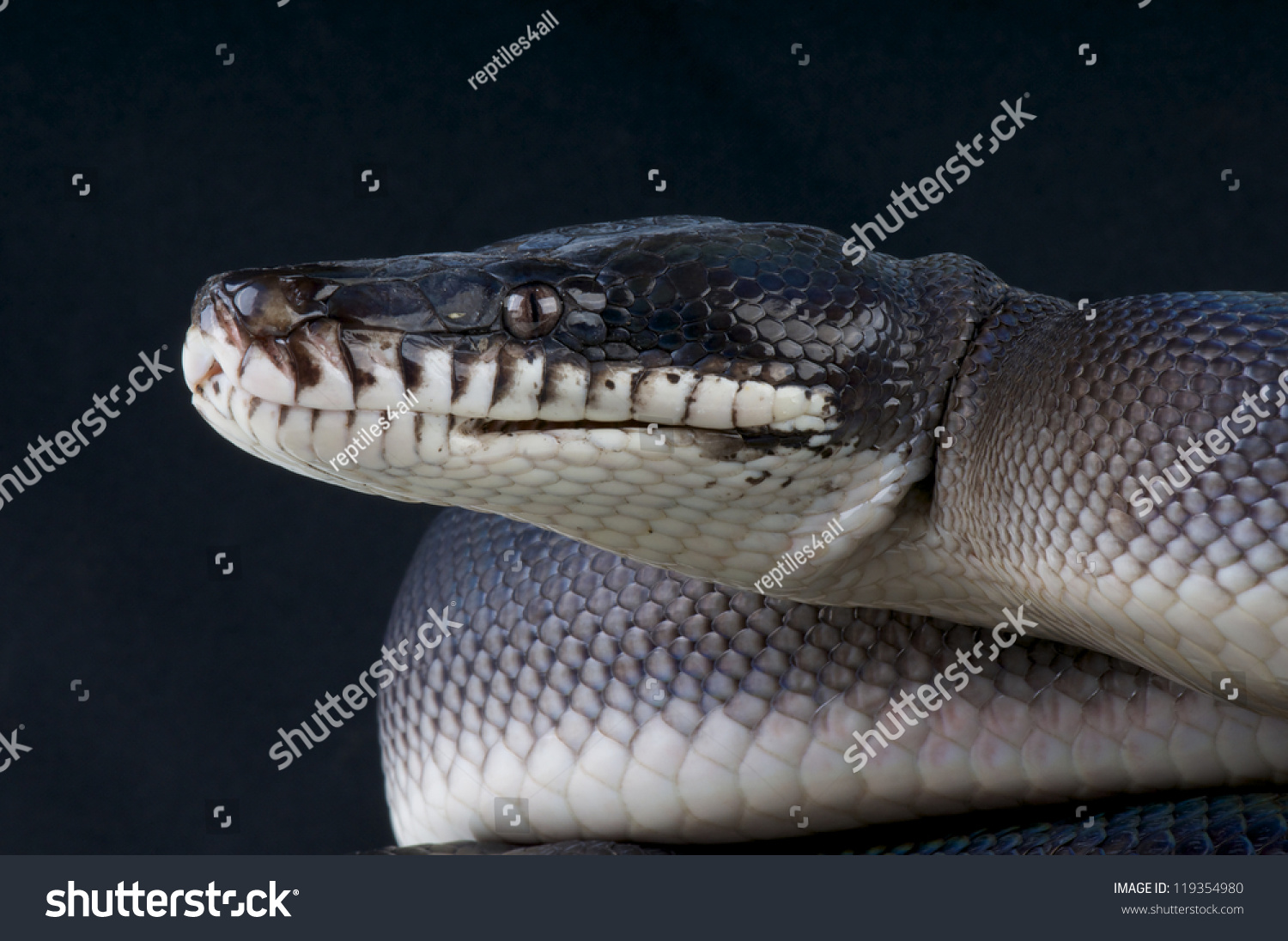 Black White-Lipped Python / Leiopython Hoserae Stock Photo 119354980 ...