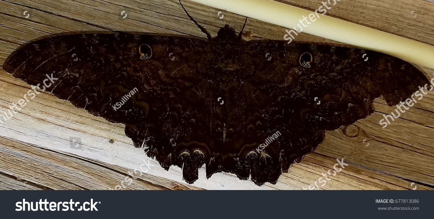 Black Witch Moth Stock Photo 677813086 | Shutterstock