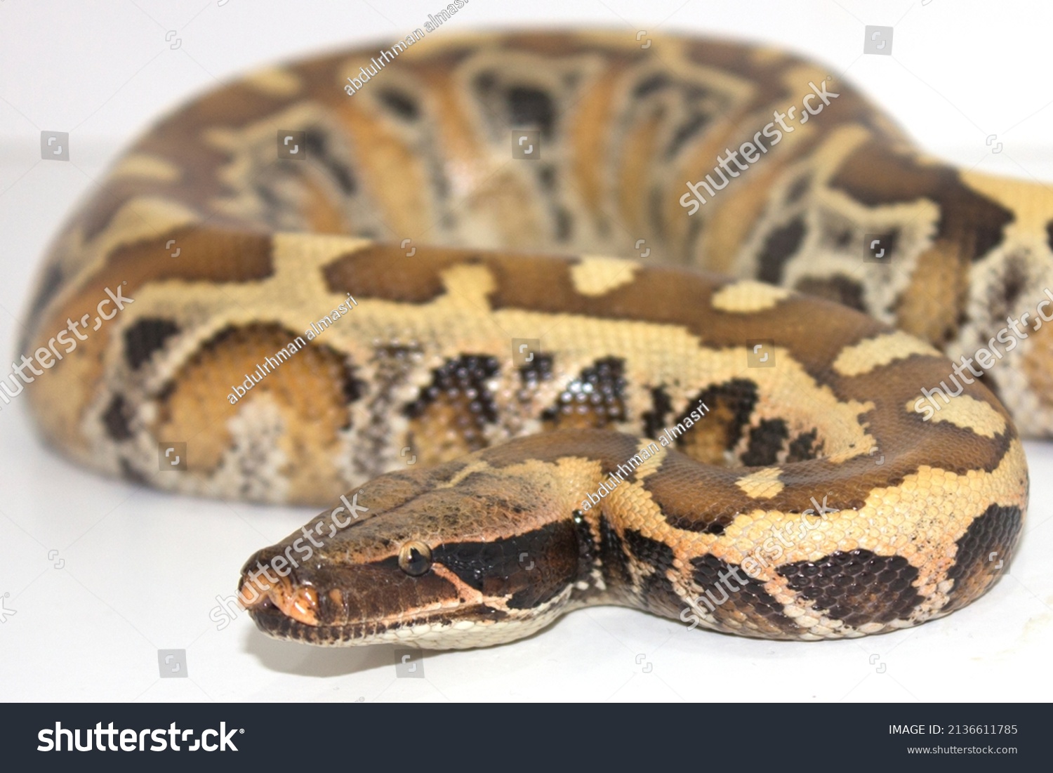 Blood Python White Background Stock Photo 2136611785 | Shutterstock