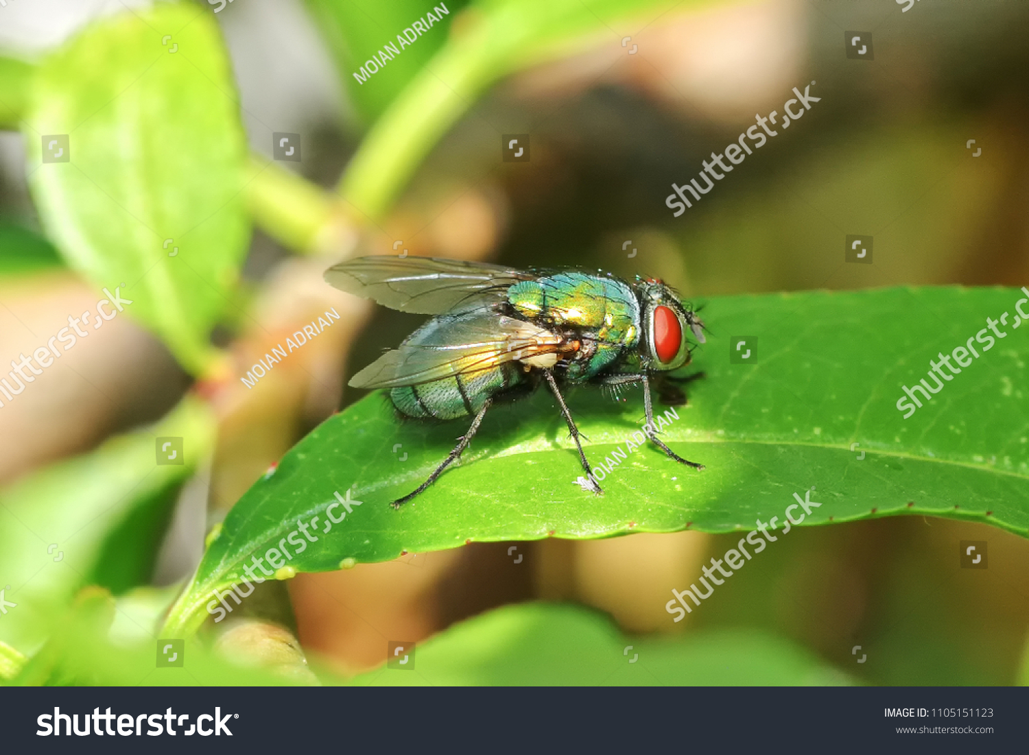 Blue Bite Diptera Stock Photo 1105151123 | Shutterstock