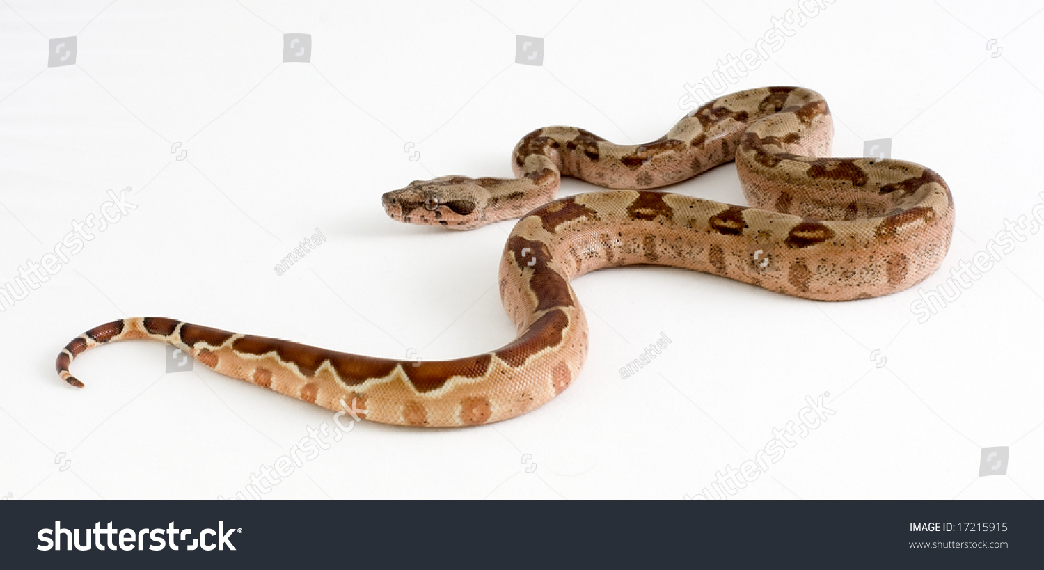 Boa Constrictor Morph Stock Photo 17215915 | Shutterstock