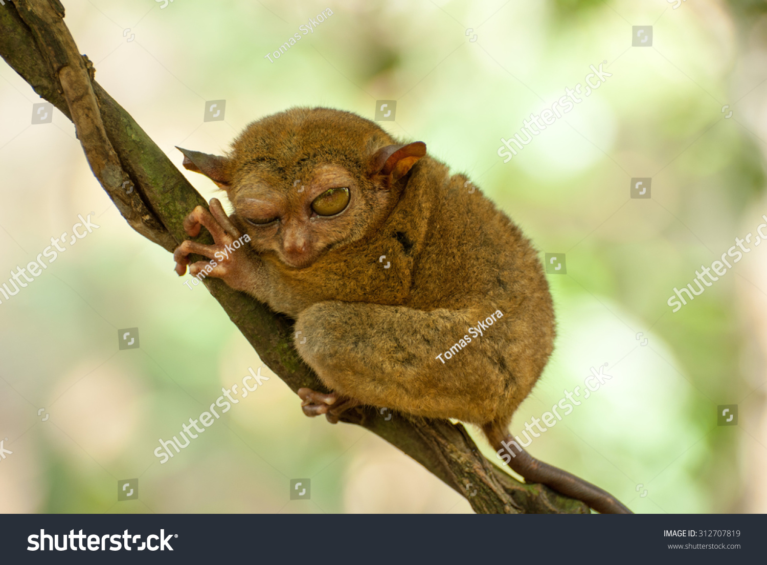 Bohol Monkey Stock Photo (Edit Now) 312707819