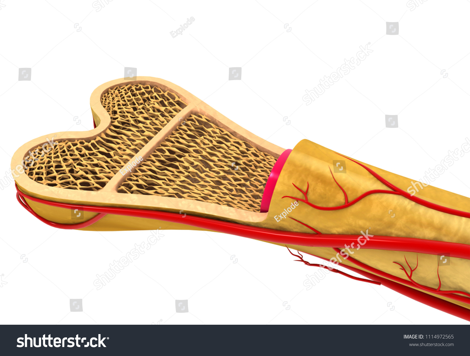 Bone Anatomy 3d Render 库存插图 1114972565 | Shutterstock