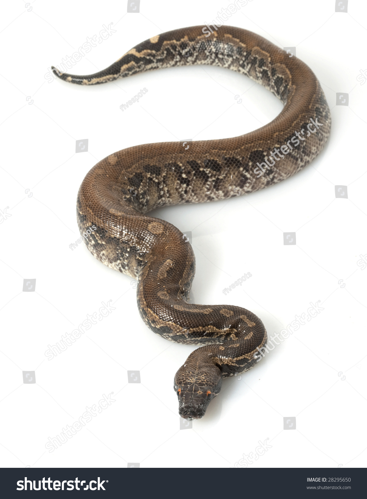 Borneo Black Blood Python (Python Curtus Breitensteini) Isolated On ...