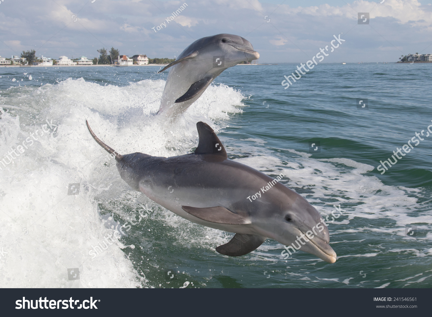 Bottlenose Dolphin Tursiops Truncatus Stock Photo 241546561 | Shutterstock Bottlenose Dolphin Tursiops Truncatus Stock Photo 241546561 | Shutterstock