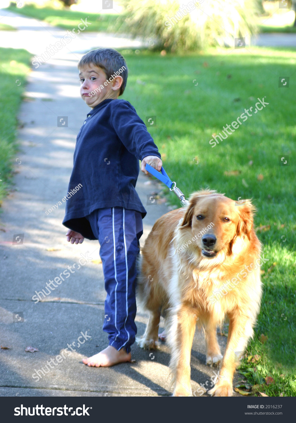 Boy Getting Pulled By Dog Stock Photo (Edit Now) 2016237