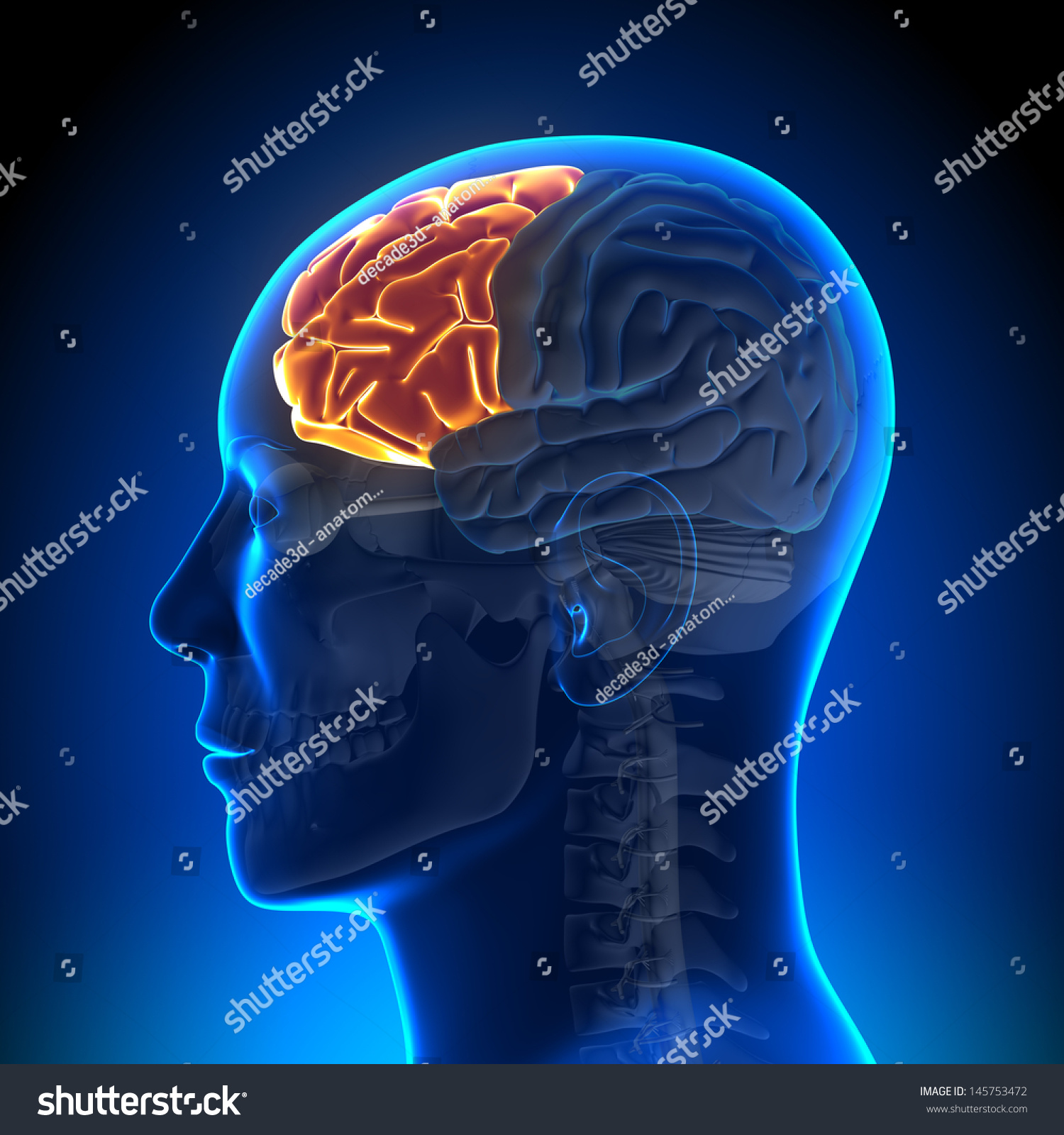 Brain Anatomy Frontal Lobe: Hình minh họa có sẵn 145753472 | Shutterstock Brain Anatomy Frontal Lobe: Hình minh họa có sẵn 145753472 | Shutterstock