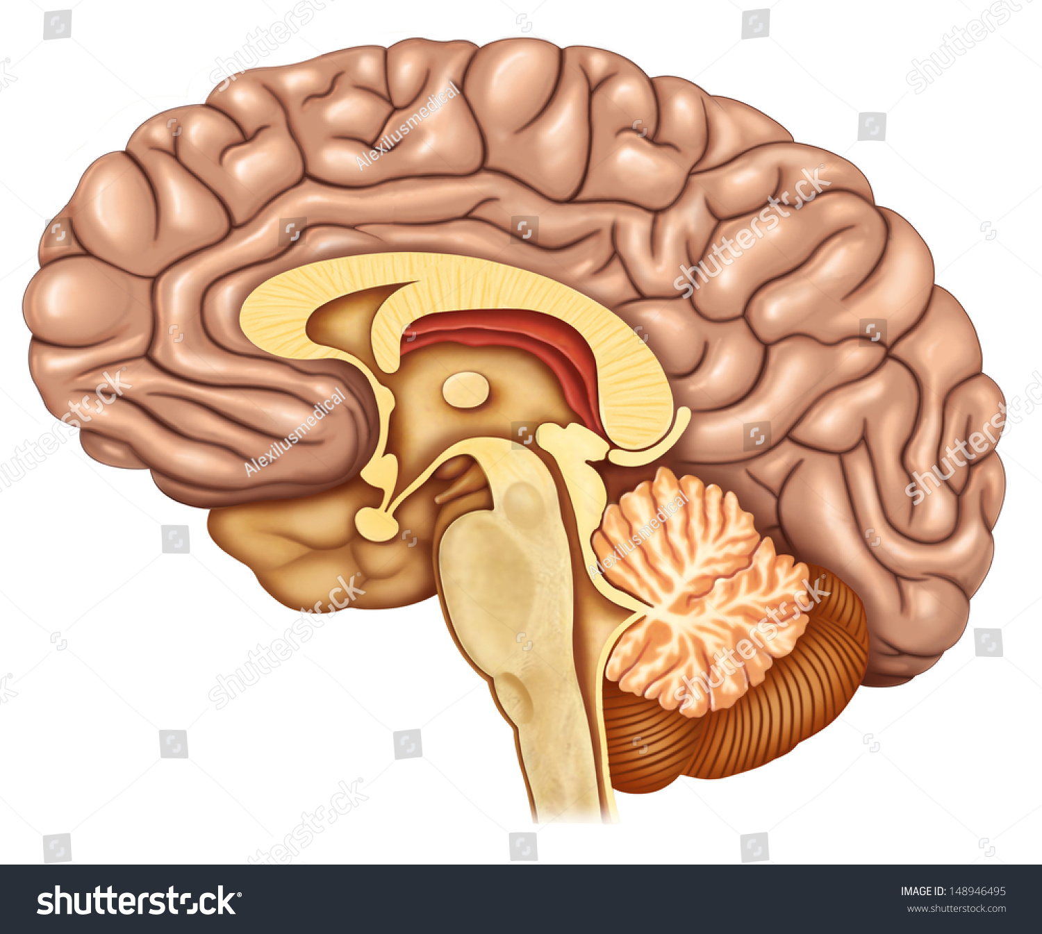 Brain Section With Side Stock Photo 148946495 : Shutterstock