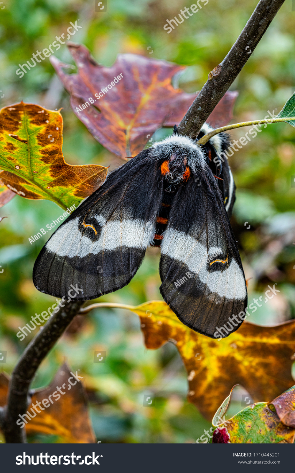 42 Buck moth Images, Stock Photos & Vectors | Shutterstock 42 Buck moth Images, Stock Photos & Vectors | Shutterstock