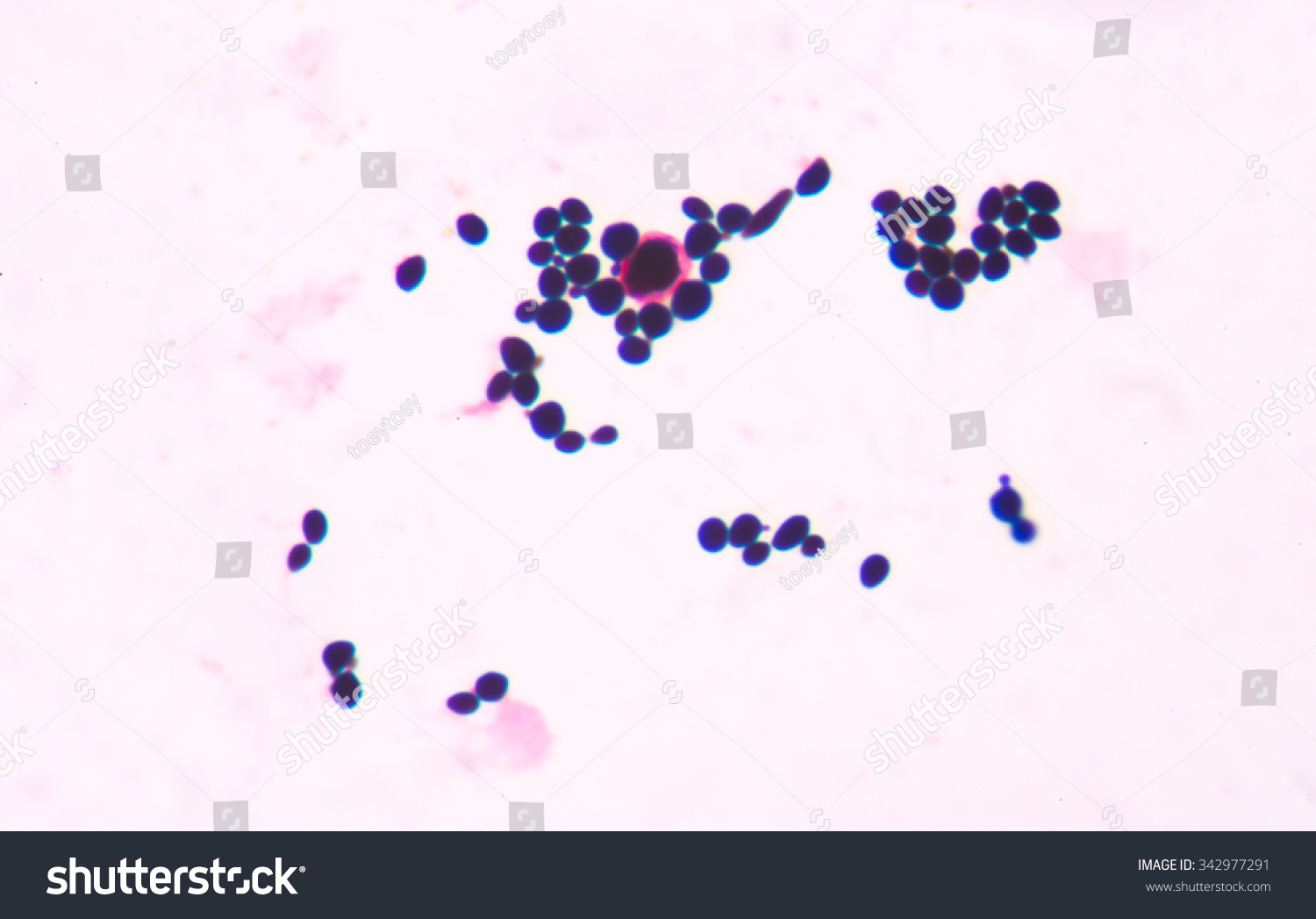 Budding Yeast Cell Structure Stock Photo 342977291 | Shutterstock