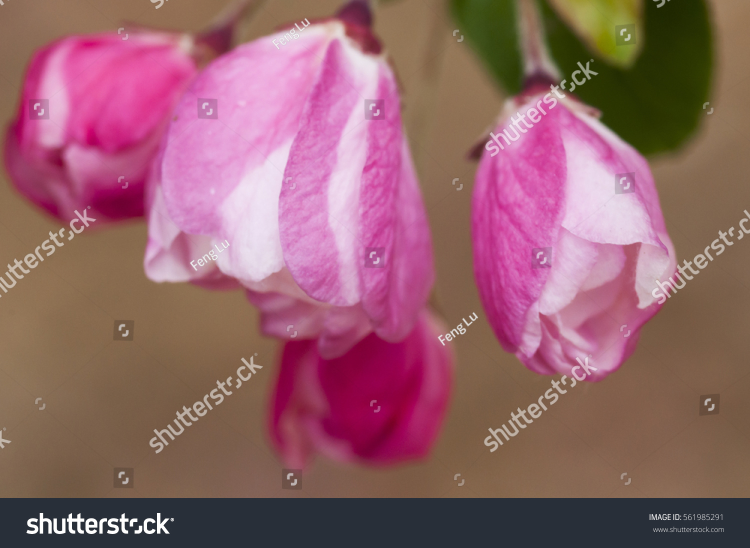Buds Chinese Flowering Crabapple Malus Spectabilis库存照片561985291 ... Buds Chinese Flowering Crabapple Malus Spectabilis库存照片561985291 ...