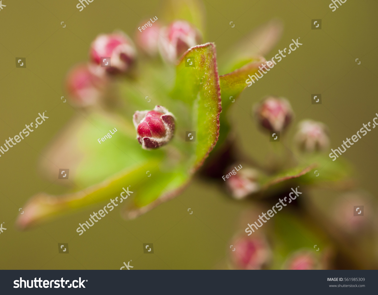Buds Chinese Flowering Crabapple Malus Spectabilis Stock Photo (Edit ... Buds Chinese Flowering Crabapple Malus Spectabilis Stock Photo (Edit ...