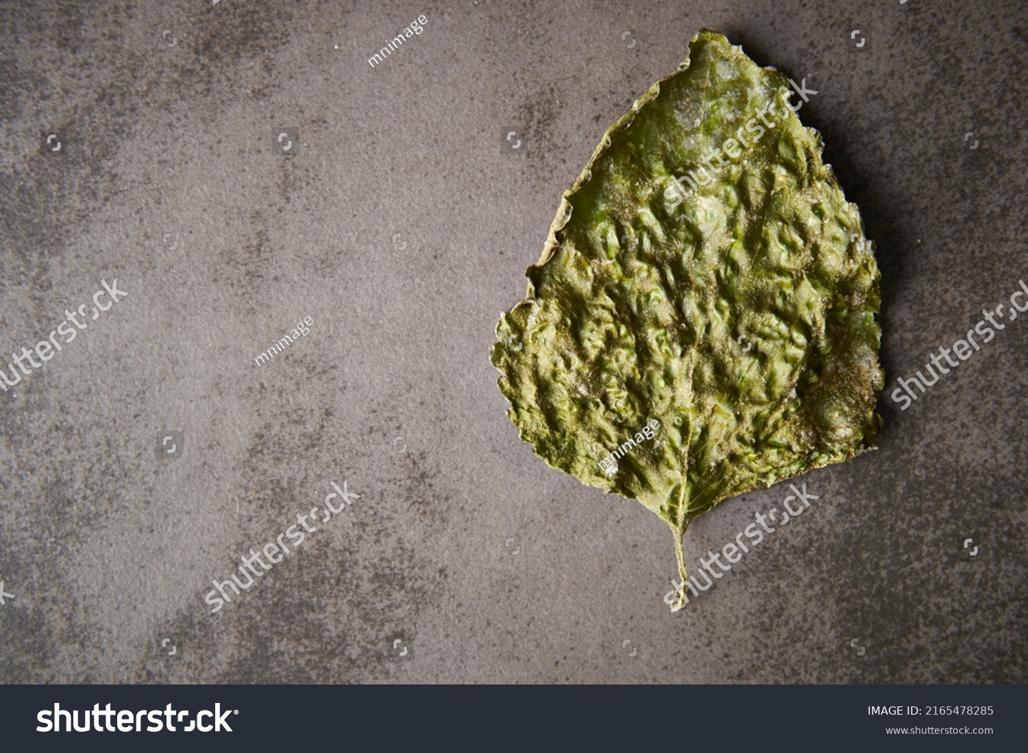 Bugak Vegetable Seaweed Chips Stock Photo 2165478285 | Shutterstock