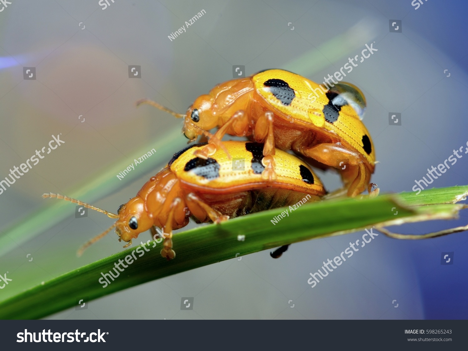 Bugs Mating Stock Photo 598265243 | Shutterstock