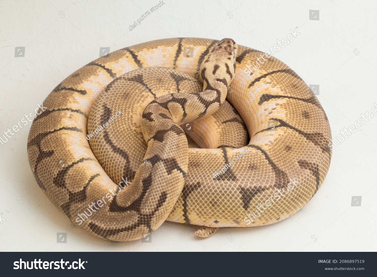 58 Bumble bee python Images, Stock Photos & Vectors | Shutterstock