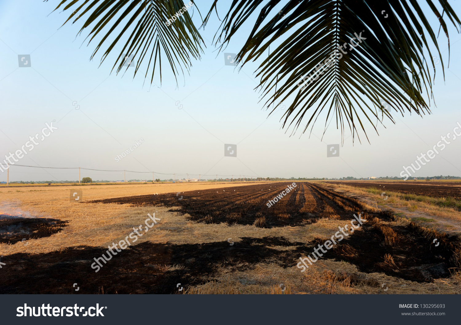 Burned Fields Stock Photo 130295693 | Shutterstock