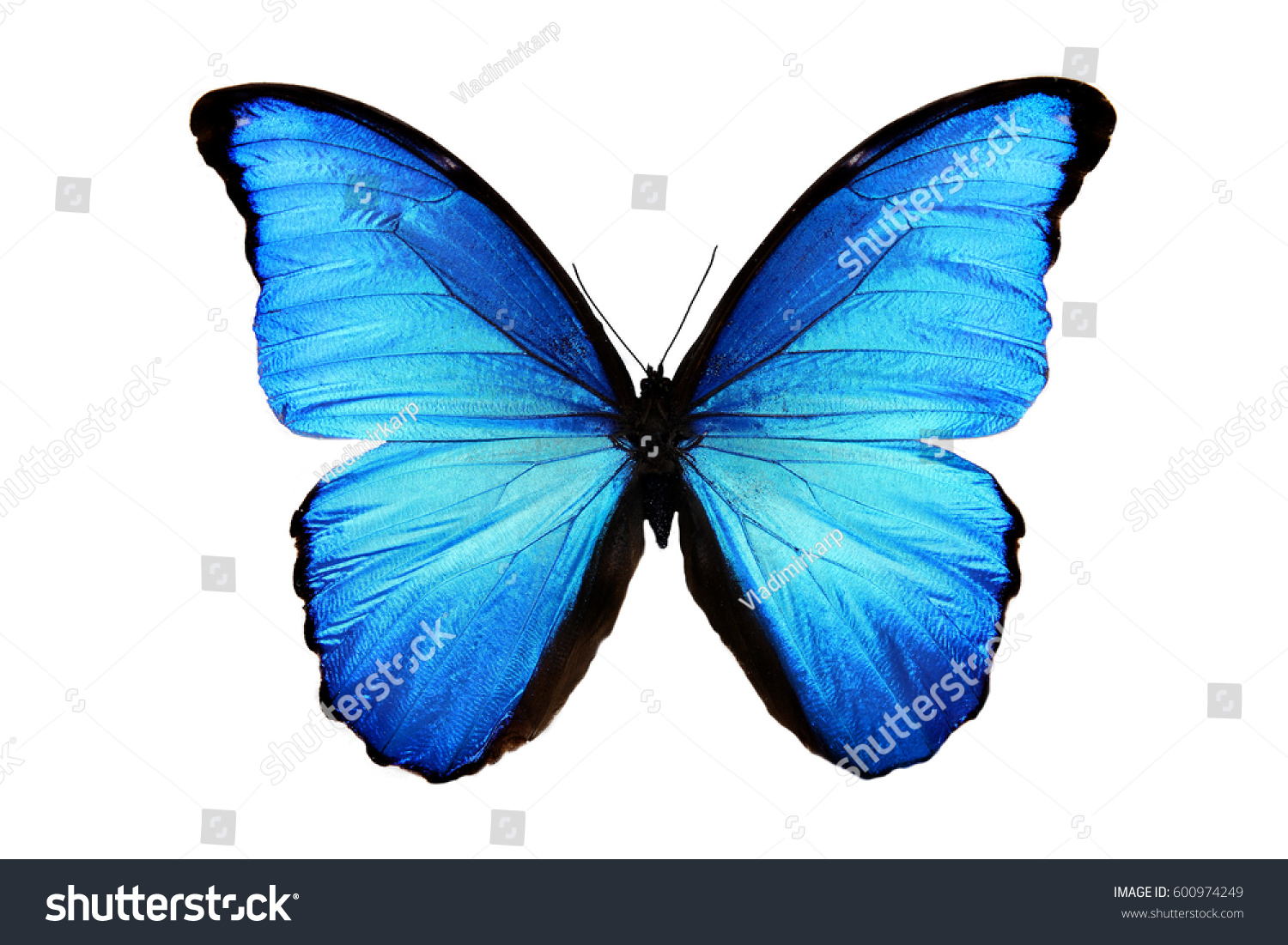 246,302 Blue butterfly Stock Photos, Images & Photography | Shutterstock