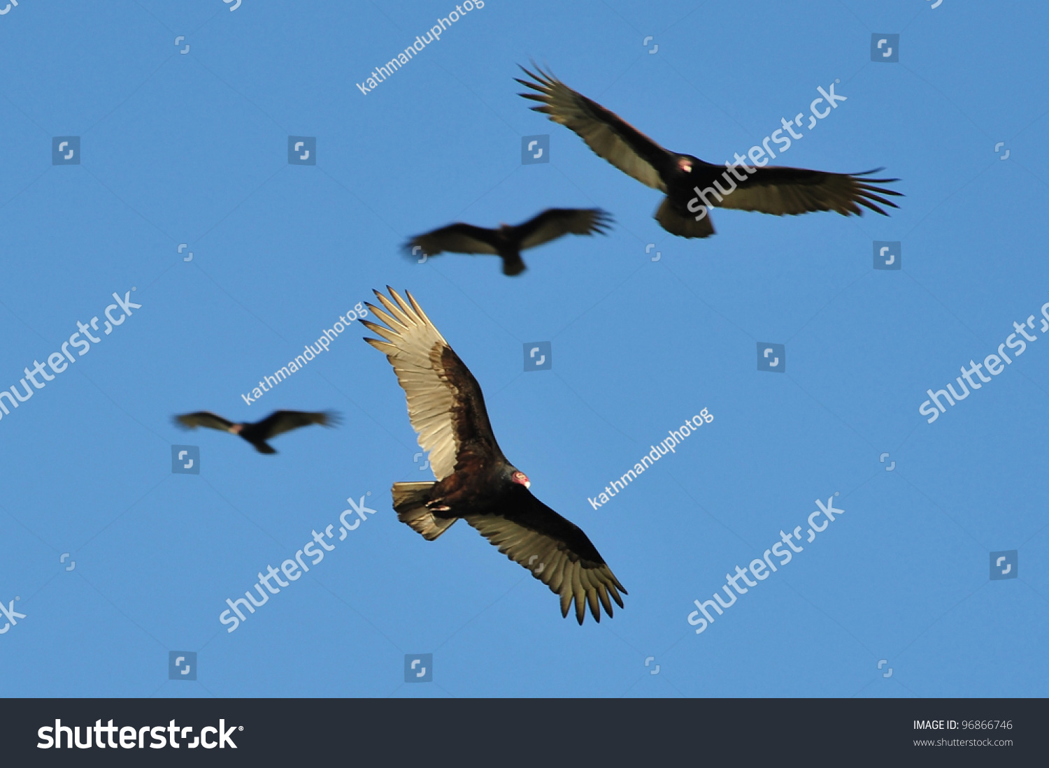 7,134 Buzzard flying Images, Stock Photos & Vectors | Shutterstock