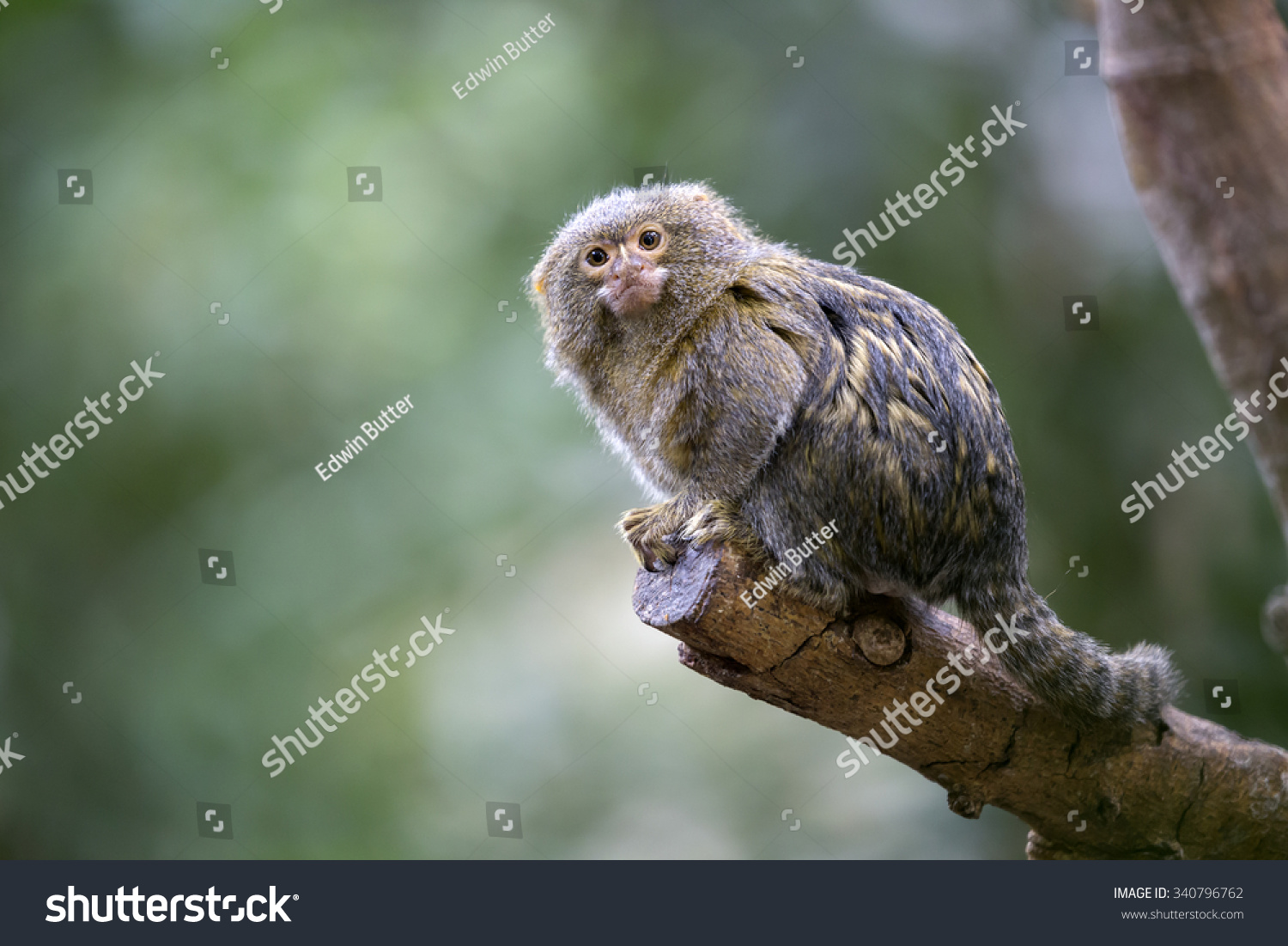 "cebuella_pygmaea" Images, Stock Photos & Vectors | Shutterstock