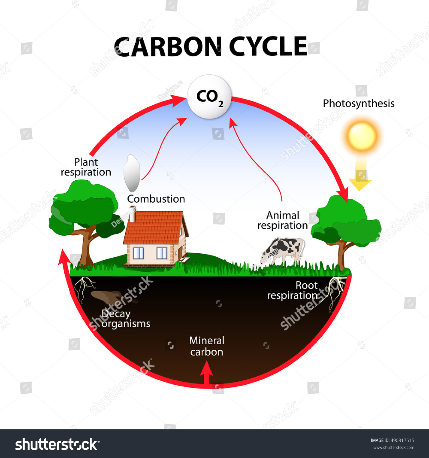 Carbon Cycle Carbon Path Atmosphere Into Stock Illustration 490817515 Shutterstock