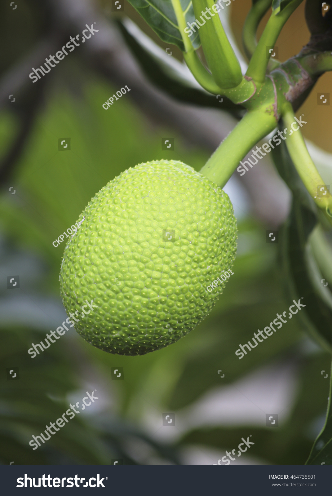 Caribbean Breadfruit Stock Photo 464735501 : Shutterstock Caribbean Breadfruit Stock Photo 464735501 : Shutterstock