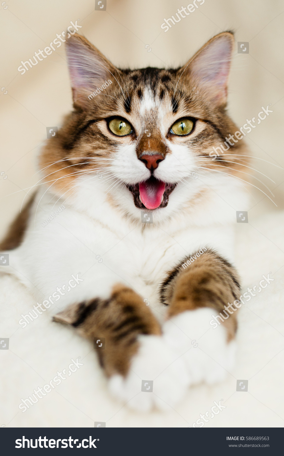 Cat Smiling Stock Photo 586689563 | Shutterstock