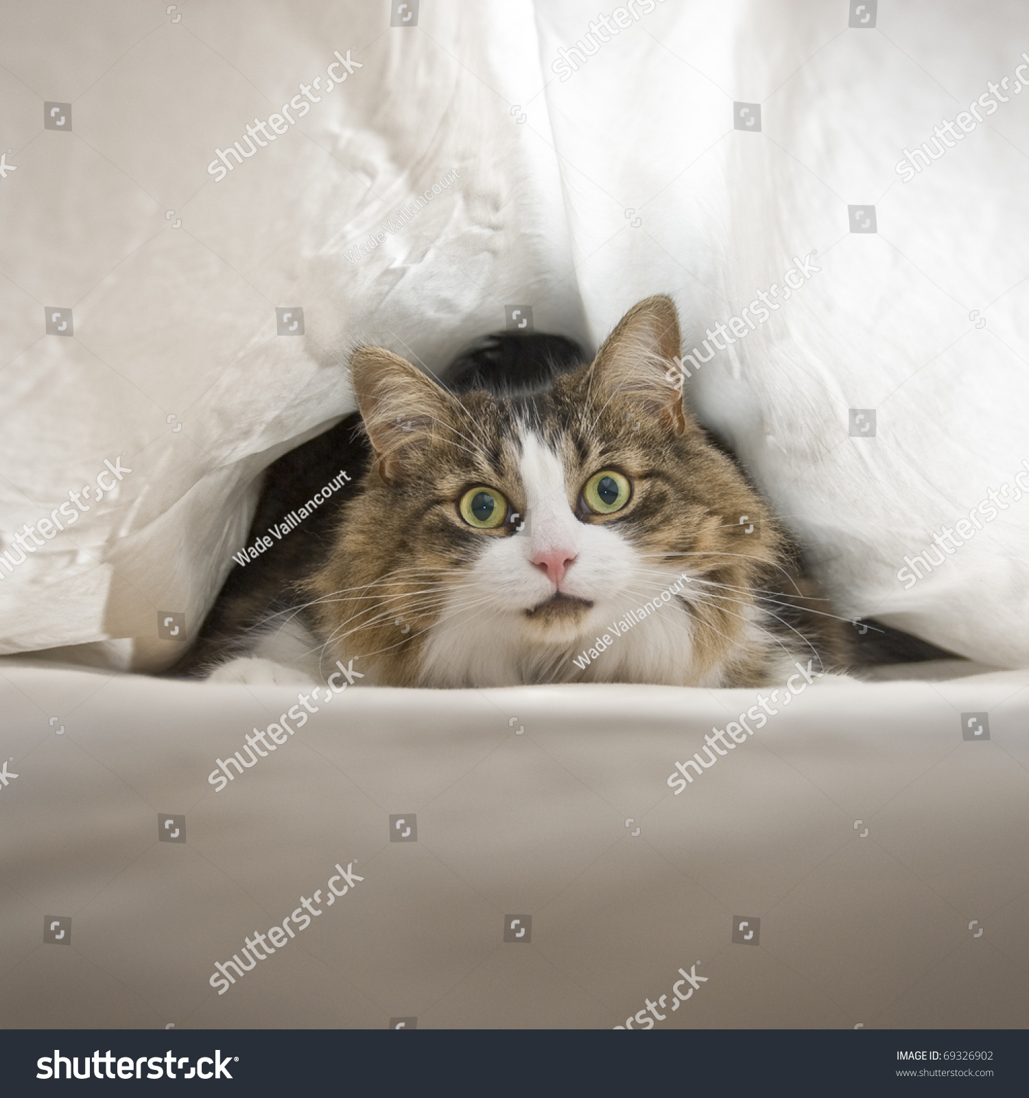 Cat Under Sheets Stock Photo (Edit Now) 69326902