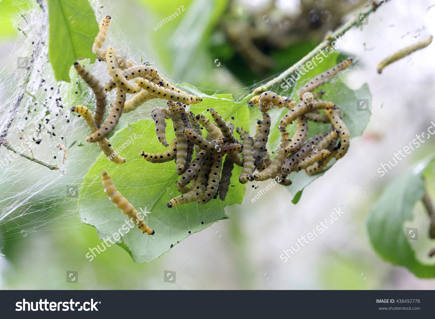 Caterpillars Codling Moth Stock Photo 438492778 : Shutterstock