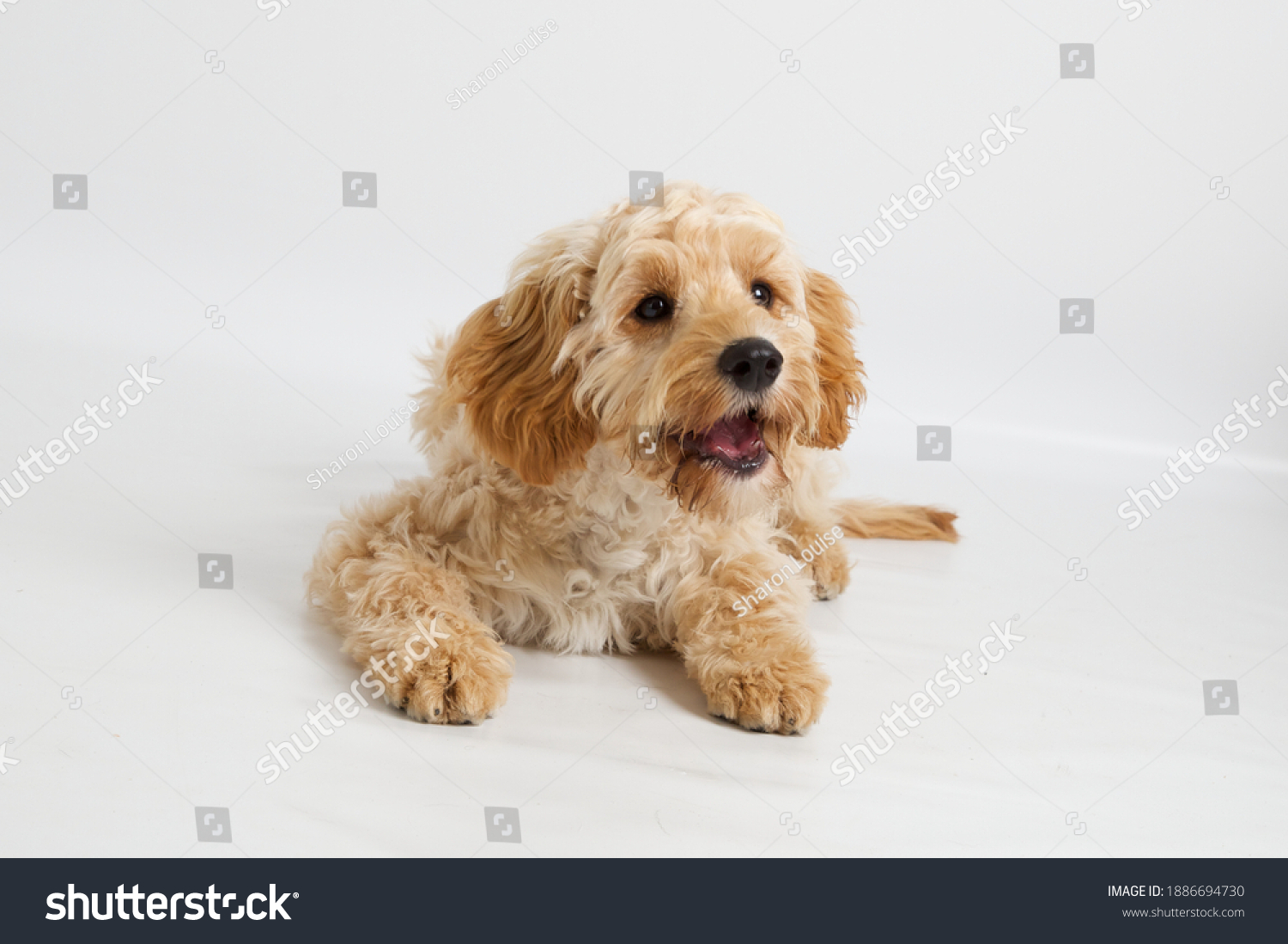 Cavapoo Cockapoo Puppy Dog Lying Down Stock Photo 1886694730 | Shutterstock