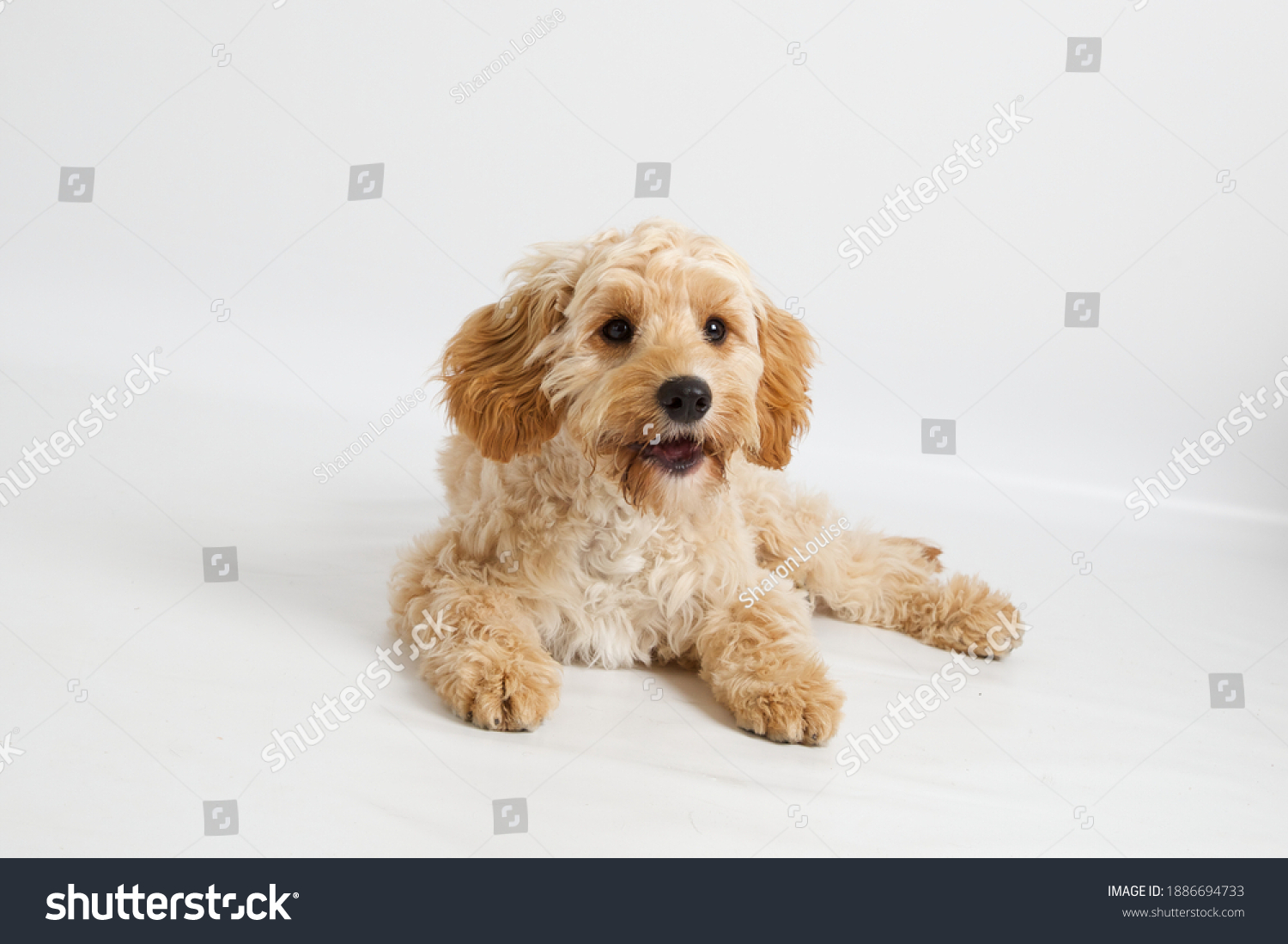 Cavapoo Cockapoo Puppy Dog Lying Down Stock Photo (Edit Now) 1886694733