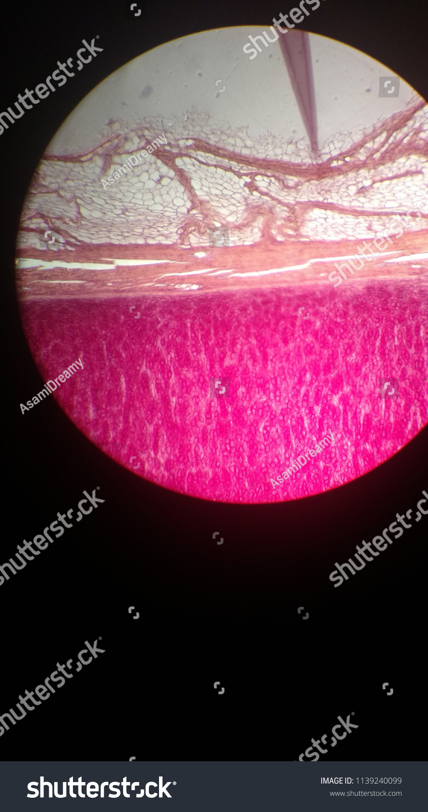 Cell Under Microscope Stock Photo 1139240099 | Shutterstock
