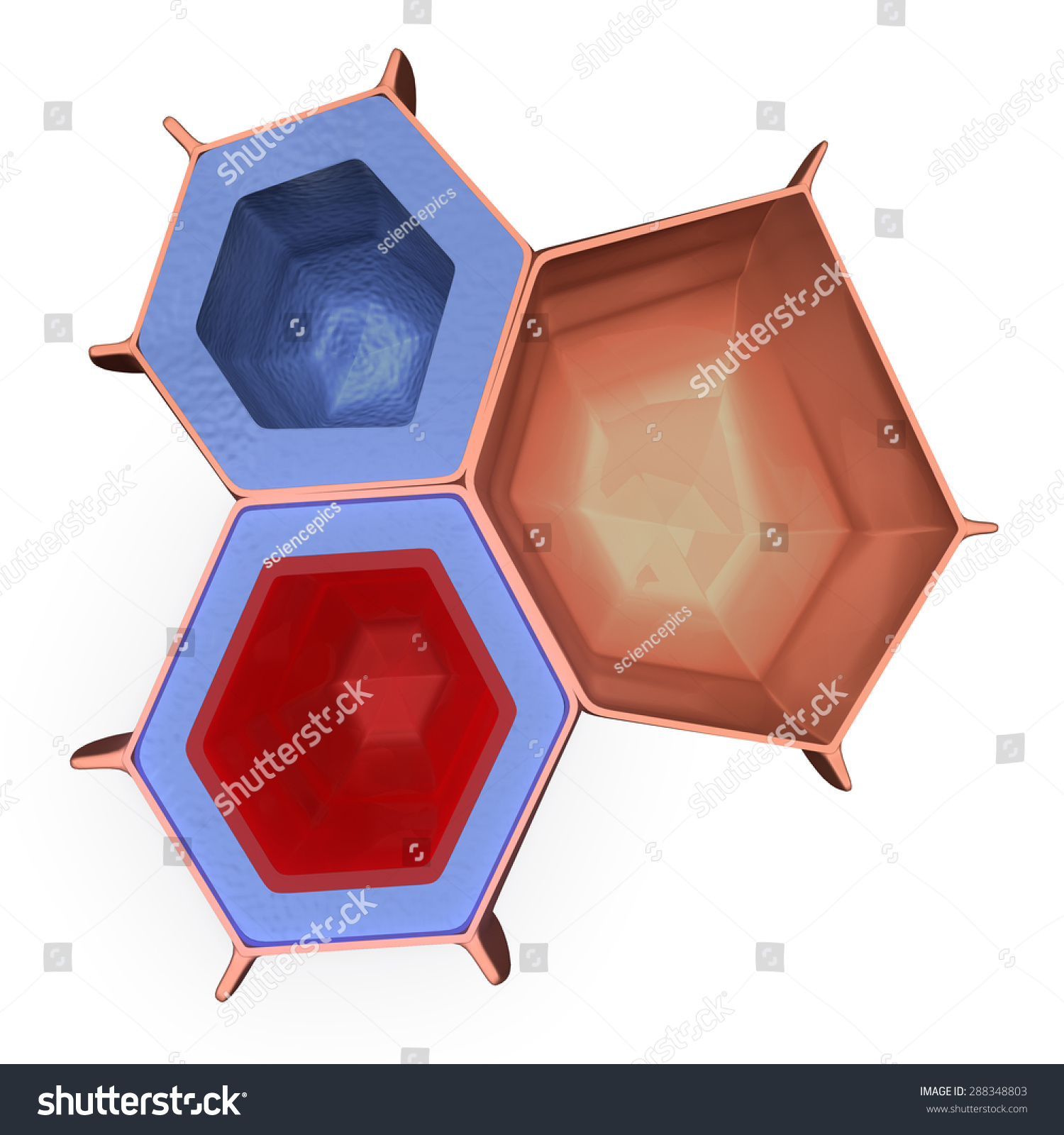 Cell Wall Temporal Sequence Stock Illustration 288348803