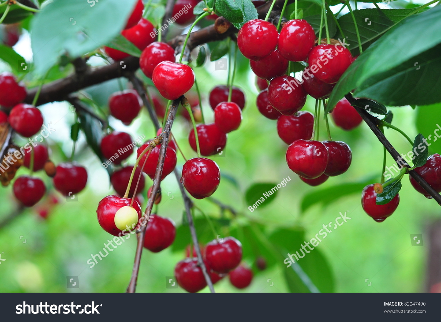 Cherry Tree Stock Photo 82047490 - Shutterstock