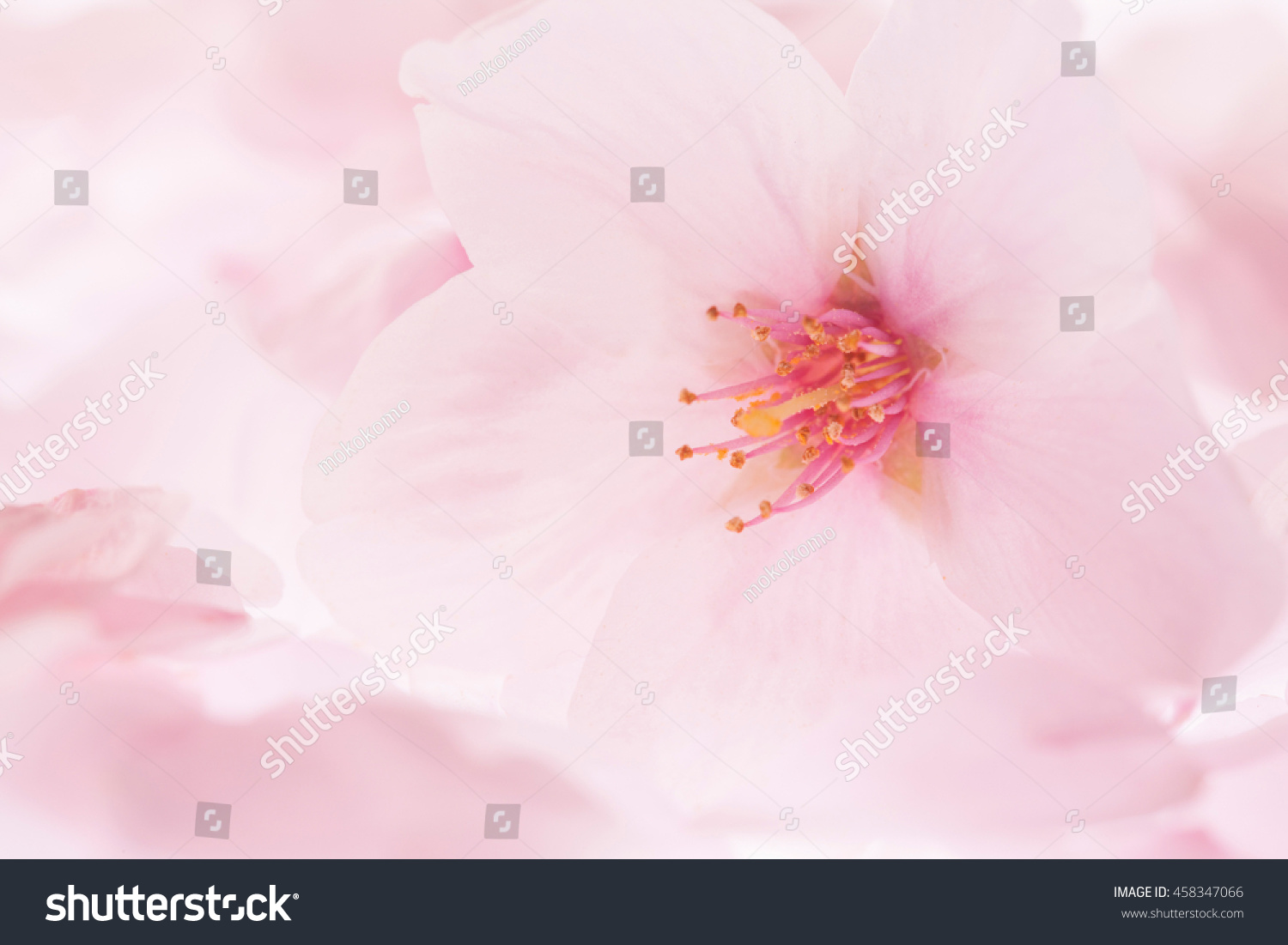 Cherry Tree Studio Background Stock Photo 458347066 | Shutterstock