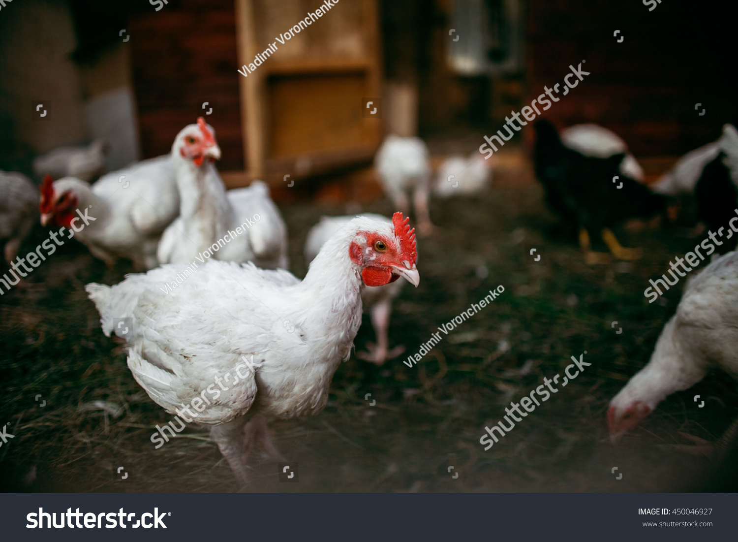 Chicken Broilers Poultry Farm Stock Photo (Edit Now) 450046927