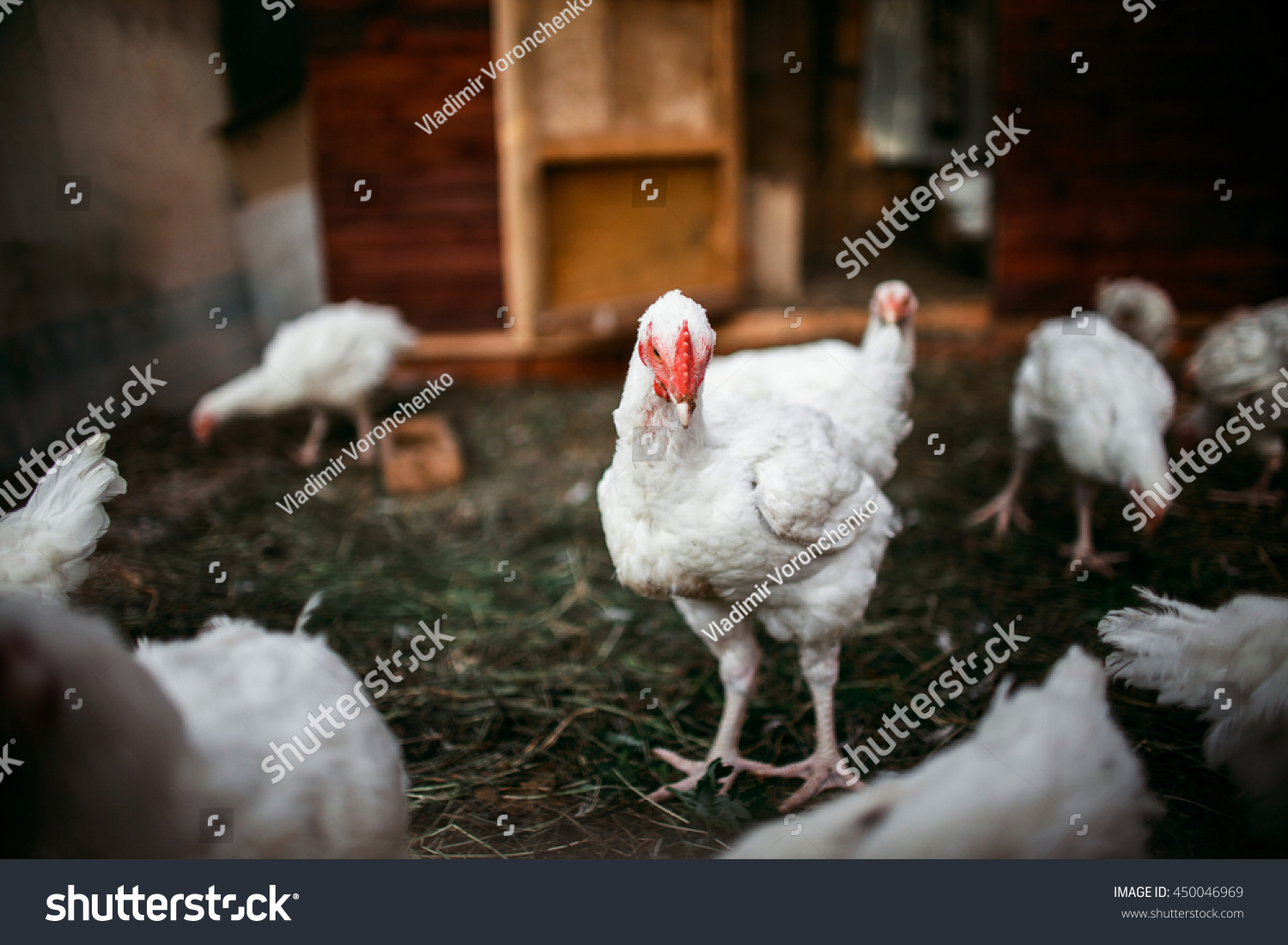 Chicken Broilers Poultry Farm Stock Photo 450046969 | Shutterstock
