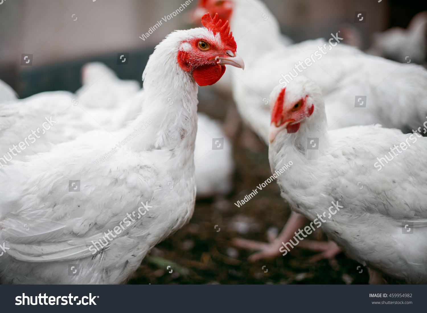 Chicken Broilers Poultry Farm Stock Photo (Edit Now) 459954982