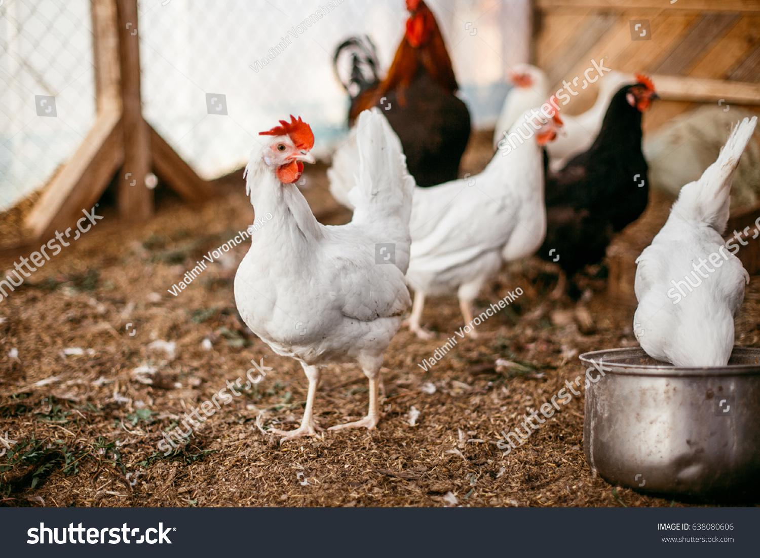 Scalip Images, Stock Photos & Vectors | Shutterstock